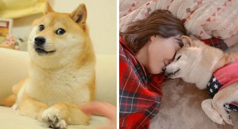 Chú chó Shiba được chế meme nhiều nhất thế giới đang ốm nặng, dân mạng ...