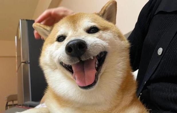 Cheems - Chú chó được chế meme nổi nhất mạng xã hội toàn cầu qua đời ở ...